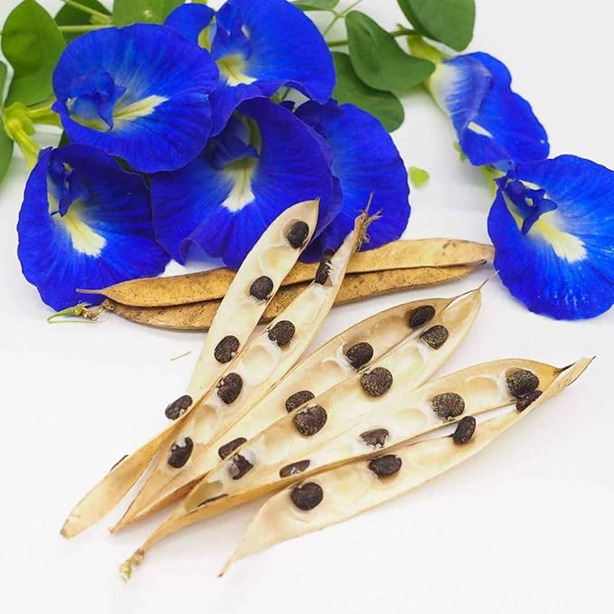 Amazon.com : 5 Pack x 100 Seeds - Butterfly Pea Flower Seeds | Local ...