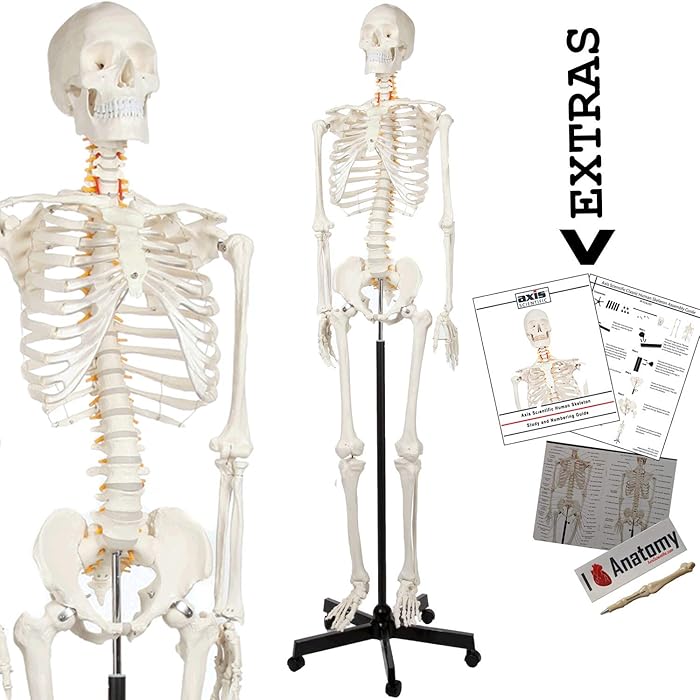 Buy Axis Scientific Human Skeleton Model for Anatomy Bundle, 5' 6" Life ...