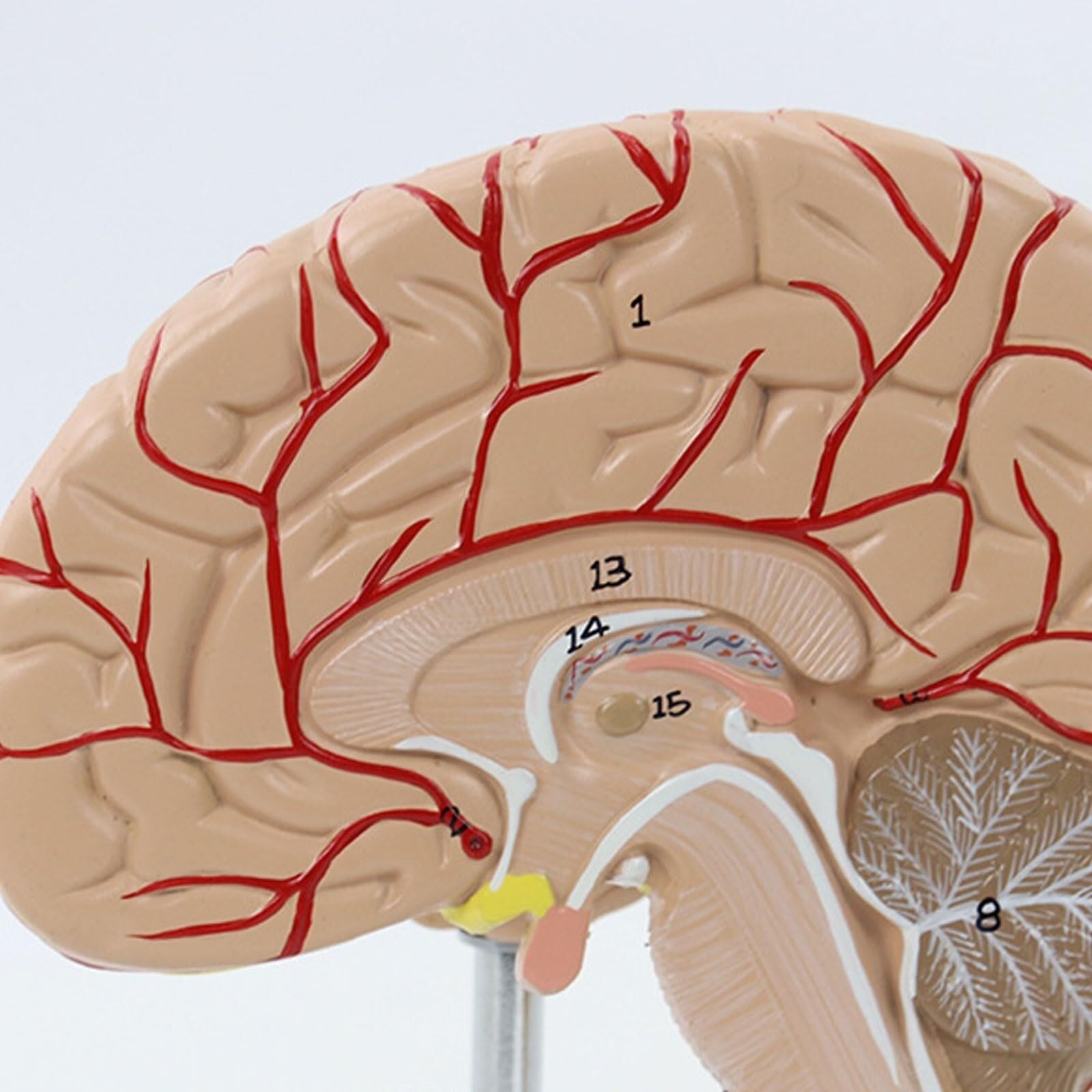 Diagramma Anatomia Del Cervello Diagrammi Del Dottore E Del Cervello