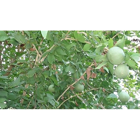 Ohhsome Rare Bael Plant (Aegle Marmelos) Medicinal Tree"Koovalam/Bengal ...