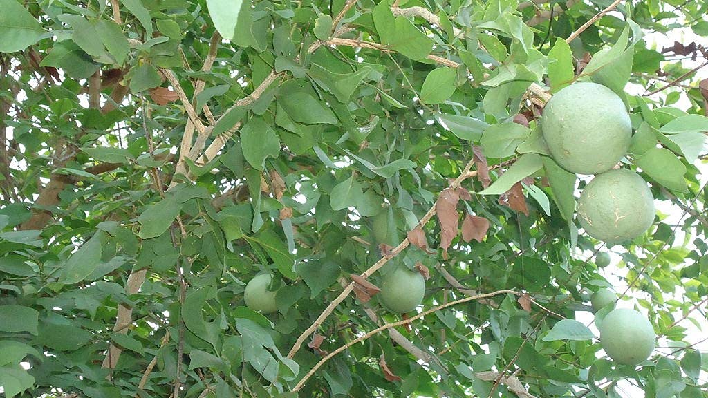 Ohhsome Rare Bael Plant (Aegle Marmelos) Medicinal Tree"Koovalam/Bengal ...