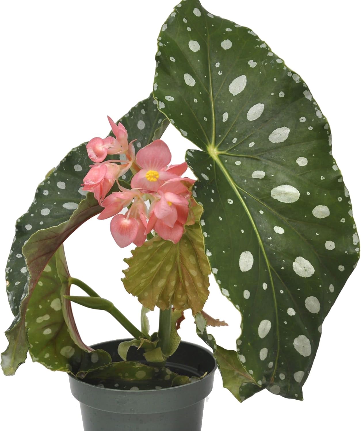 Amazon.com : Begonia ‘Flamingo Queen’, Angel Wing Begonia, Cane Begonia ...