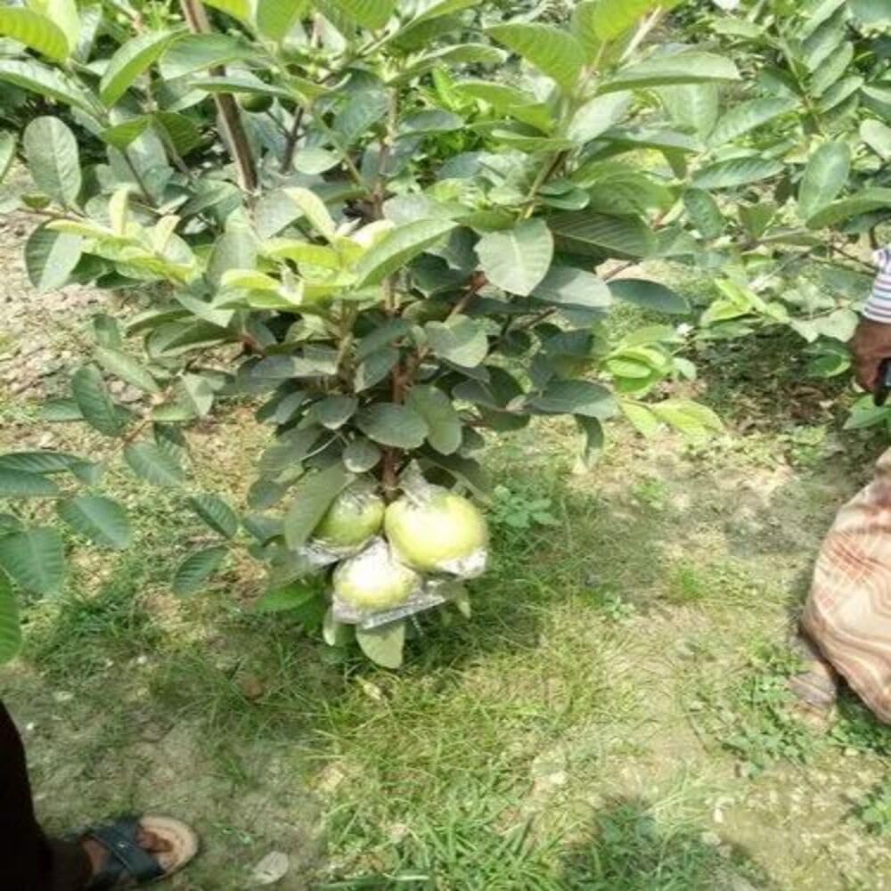 Cloud farm High Yeilding Air Layered Thai 7 Guava Plant CF030 : Amazon ...