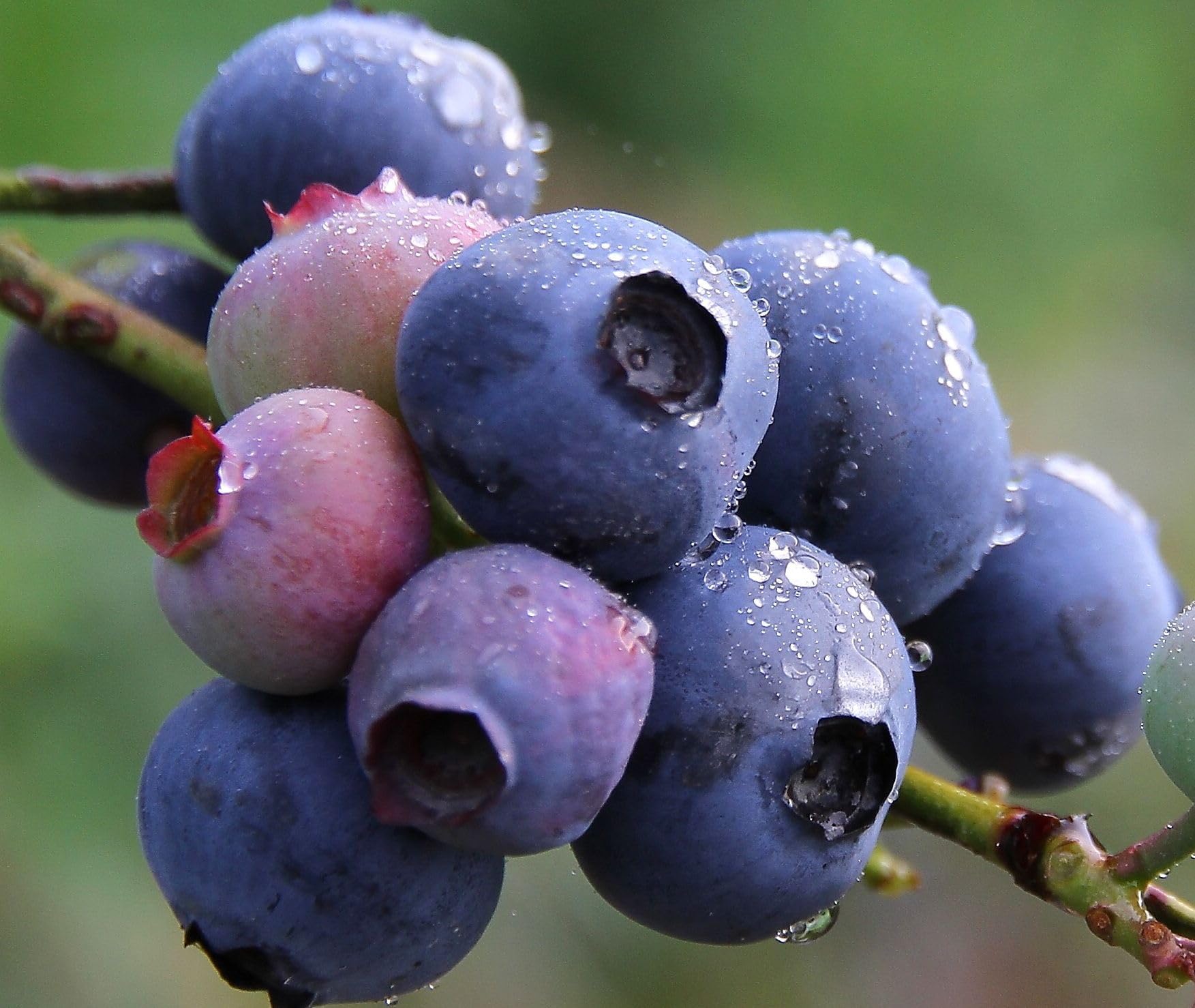 Amazon.com : zellajake 50+Blueberries Seeds Heirloom Plants Berry Seeds ...