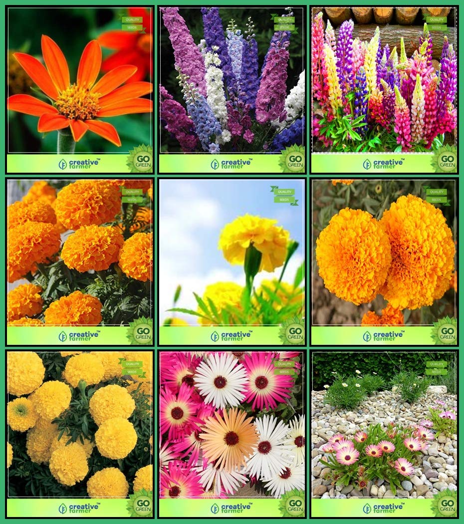 Creative Farmer Plants Seeds Combo Flower Seeds : Acrolinum Roseum ...