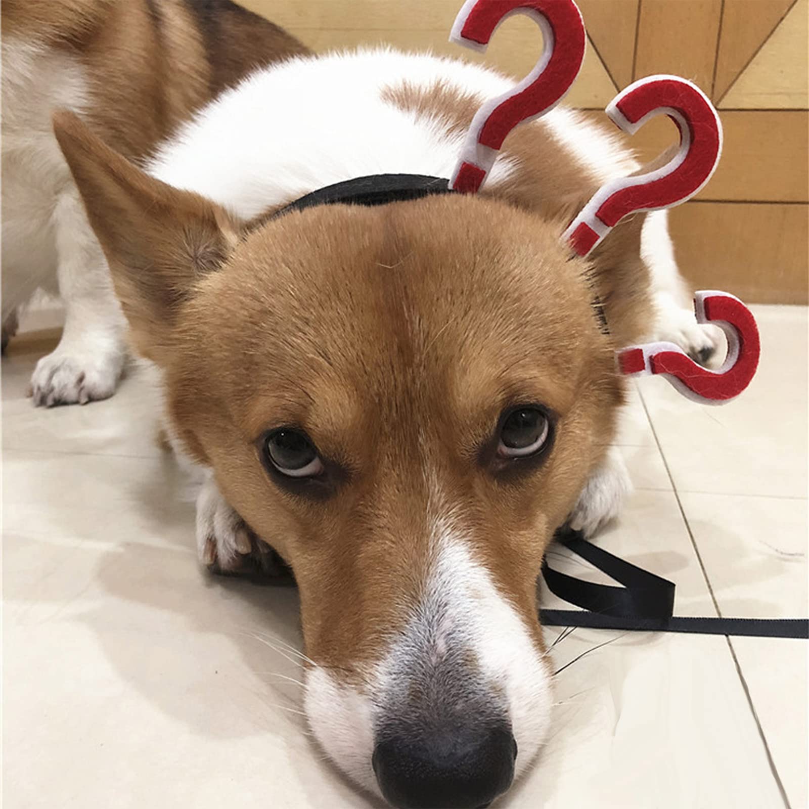 Funny Cat Question Mark