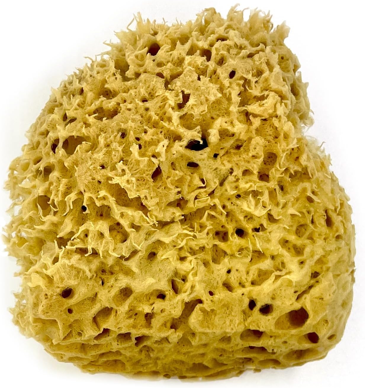 Medium Sea Sponge Unbleached Honeycomb Natural Seasponge with Flat Side ...