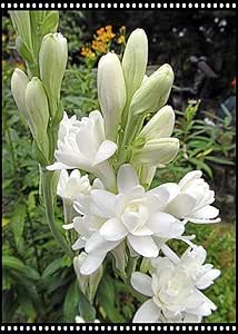 Amazon.com : (Tuberose for Planting) Simple to Grow Gift for Home or ...