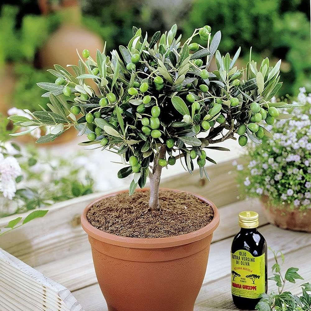 Cyprus Olive Tree 25+ Seeds Olea Europaea : Amazon.co.uk: Garden