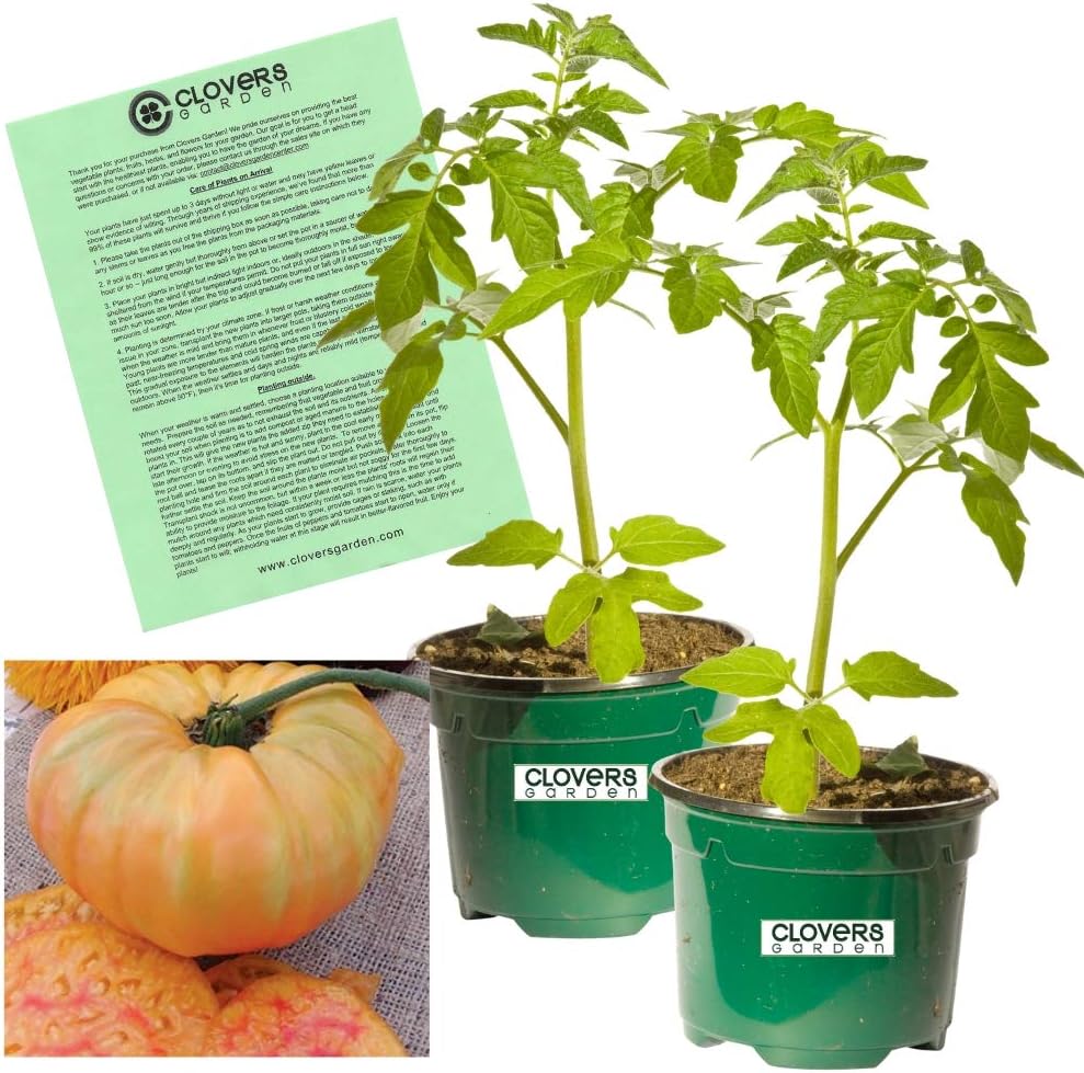 Amazon.com : Clovers Garden Wisconsin 55 Tomato Plants – – Two (2) Live ...