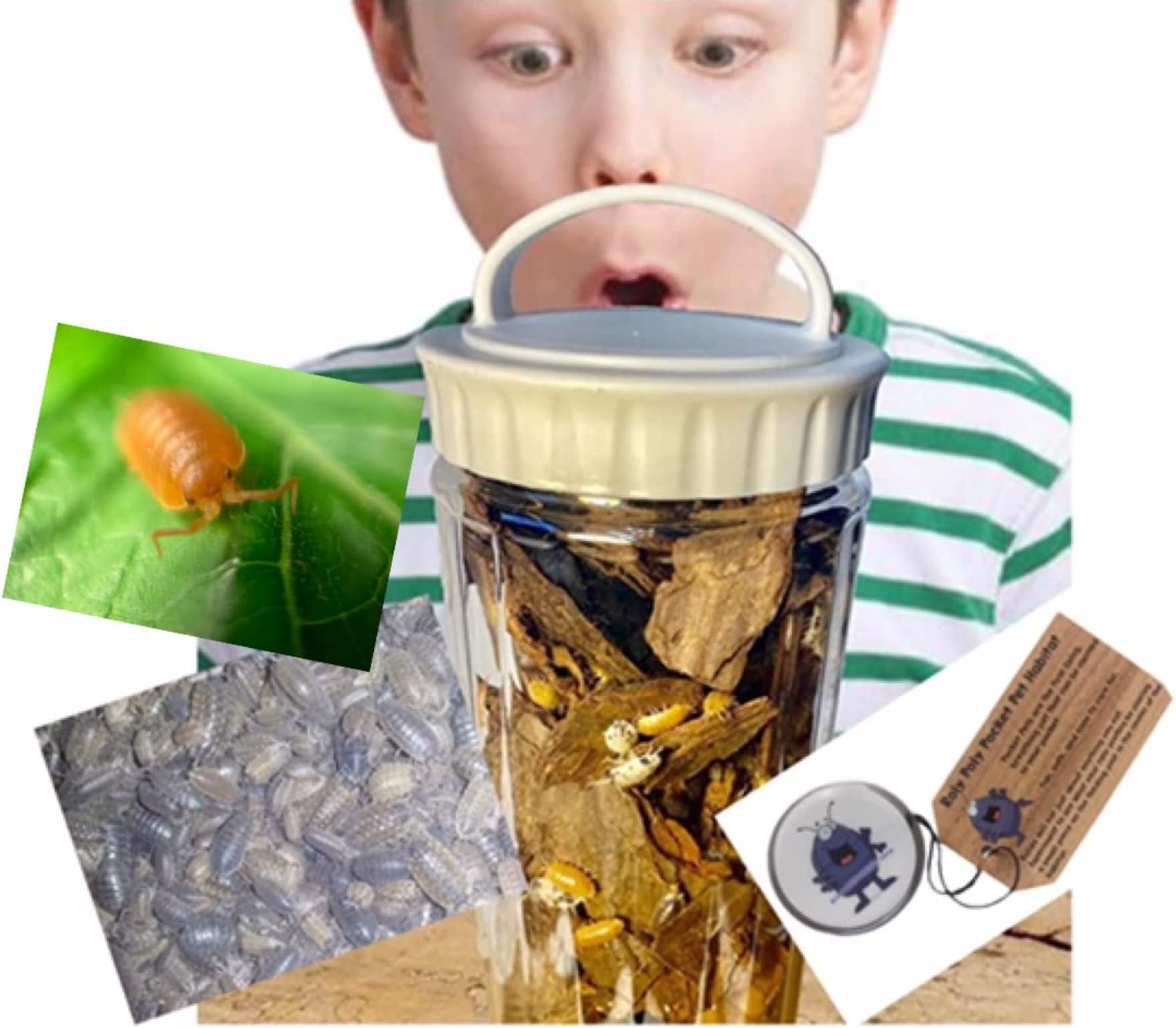 Amazon.com: Roly Poly Farm, Pocket Habitat, and Roly Poly Bundle (Fast ...