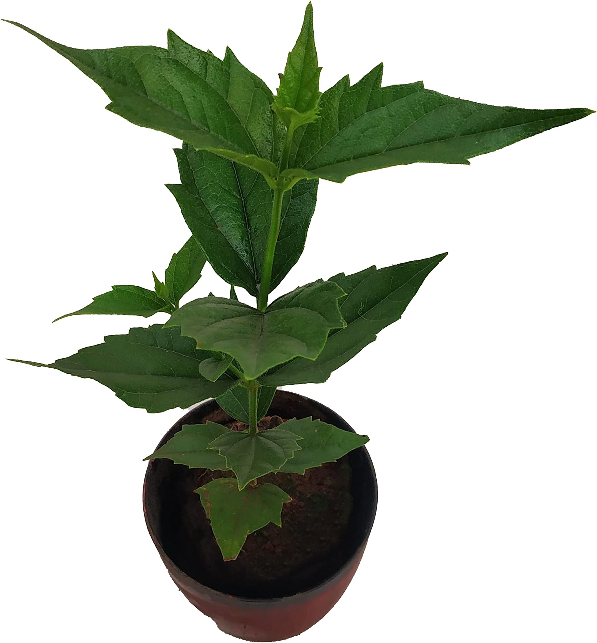 Go4plants Parijat/Harshringar Live Flower Plant Pot : Amazon.in: Garden & Outdoors