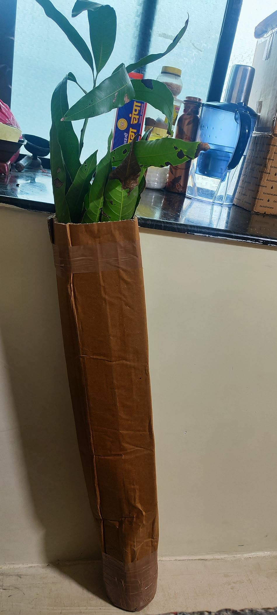 BLOOM & GROW Mango Grafted Live Plants/All Season Aam Fruit Plants ...