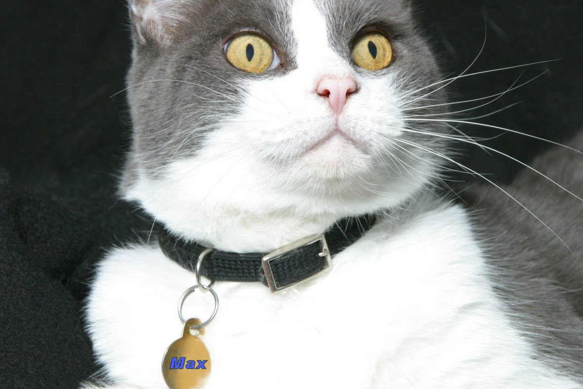 Amazon.com: Max: books, biography, latest update