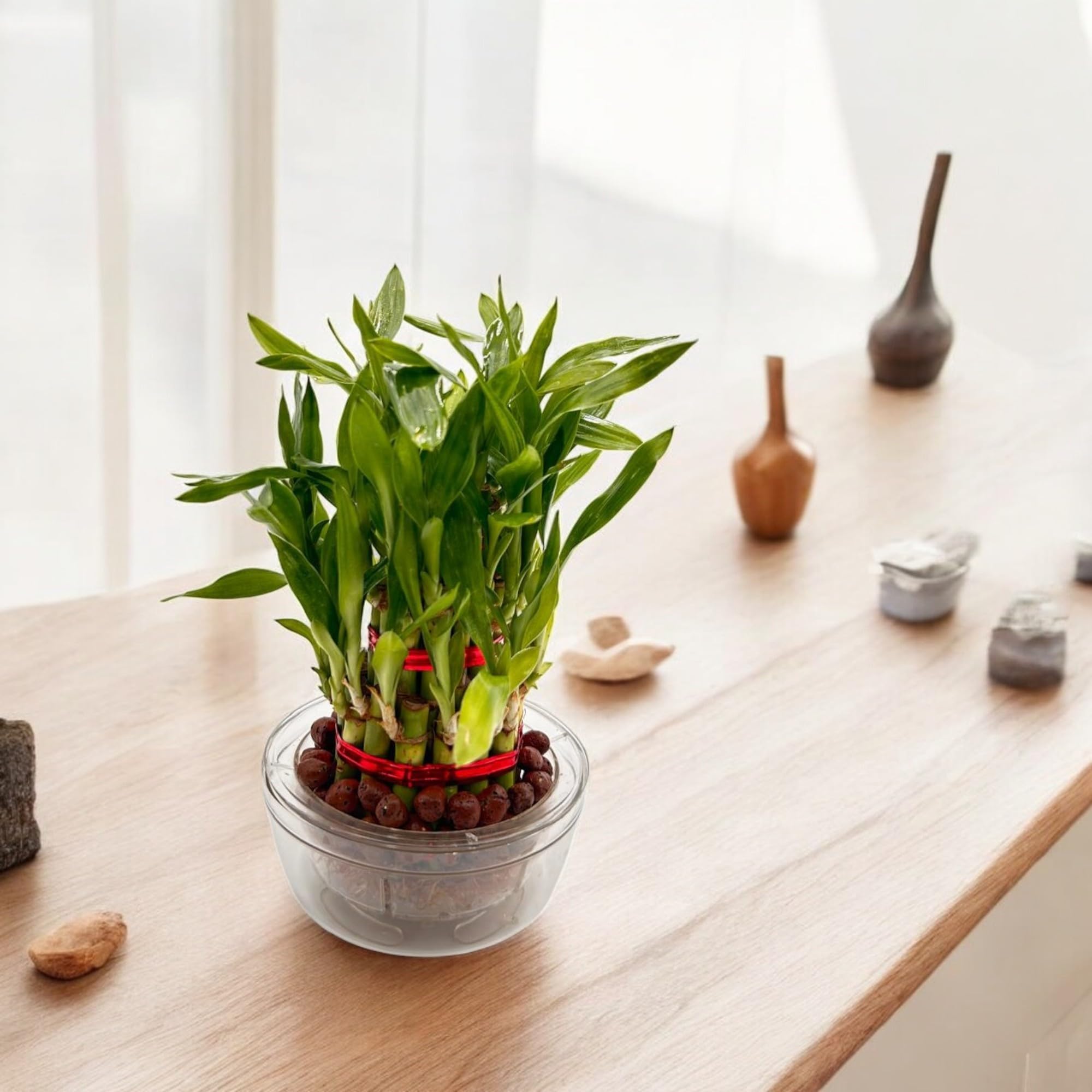 Garden Art Imported Lucky Bamboo Live Plant | Good Luck Plant | Indoor ...
