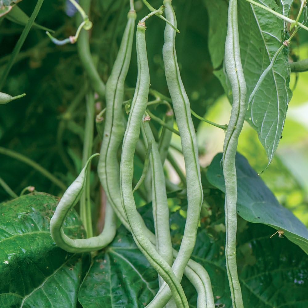 Amazon.com: Haricot Verts Petite Filet- Green Bean Seeds- 30+ Seeds by ...