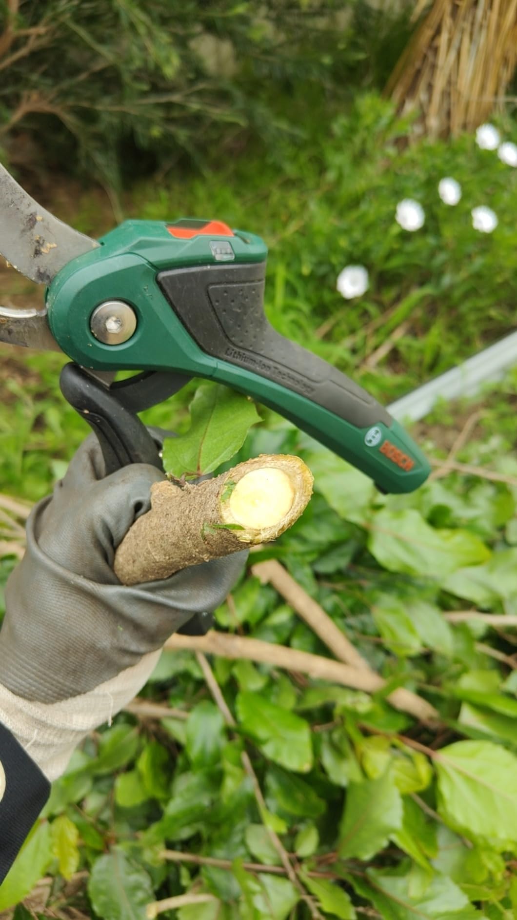 Bosch 3.6V Cordless Secateurs Pruner, Power Assist Technology ...
