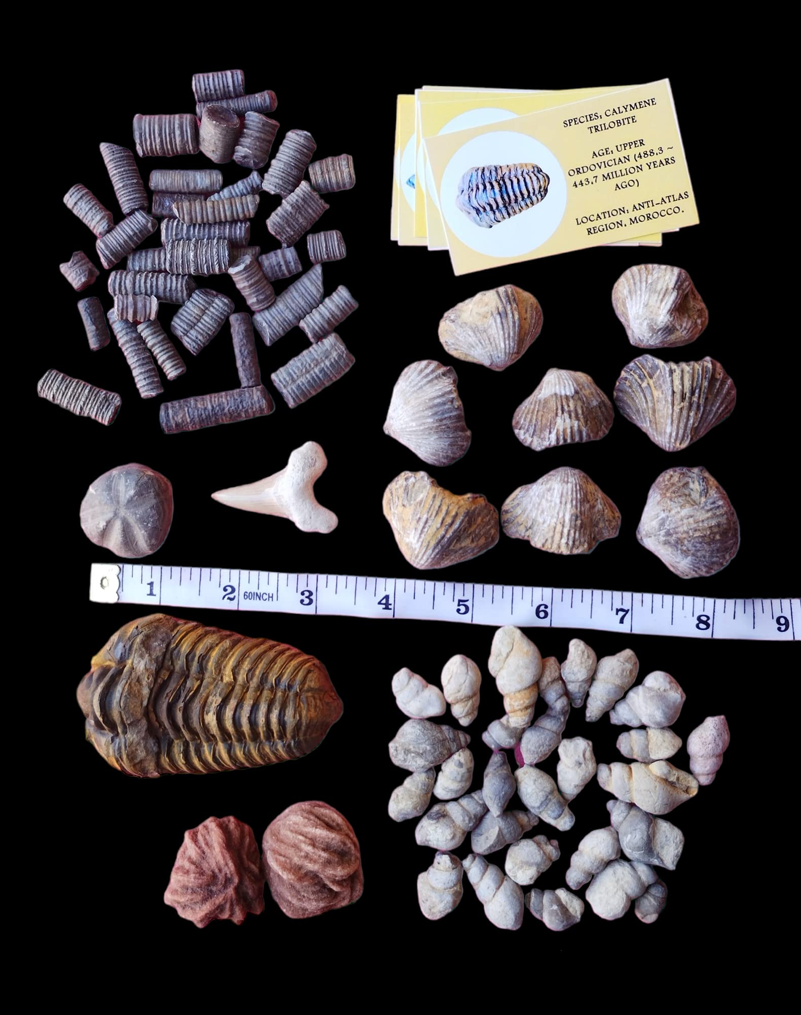 Buy 7 Types of Different Fossils. Trilobite Fossil, Shark Tooth, Sea ...