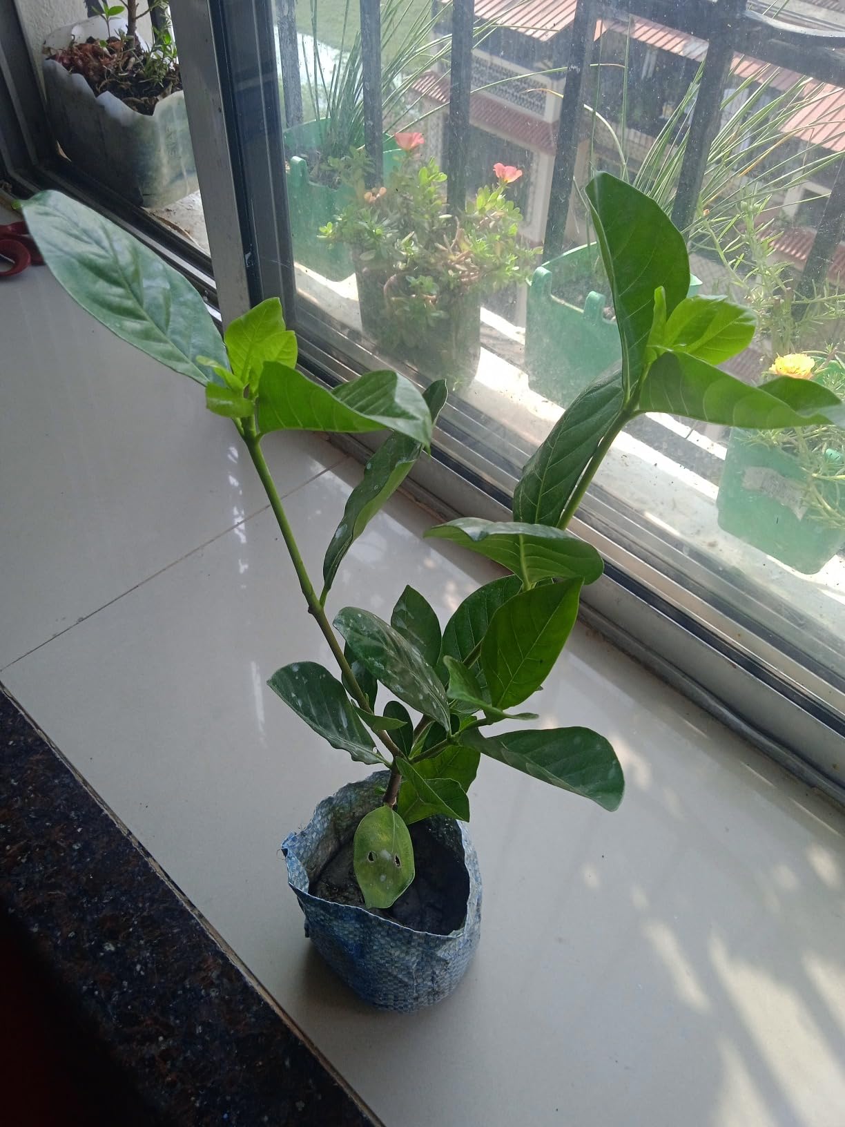 Gardenia flower plant Gandharaj Live Plant -Ananta plant Fragrant ...