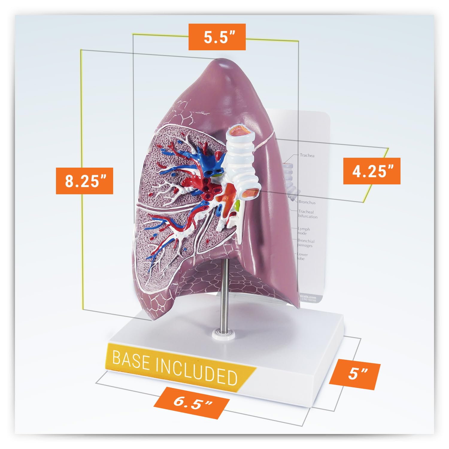 Snapklik.com : Lung Model, Replica For Human Anatomy And Physiology ...