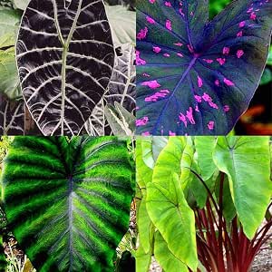 Generic Tipo 5: 20Pcs Heirloom Alocasia Macrorrhiza Green Giant Seeds ...
