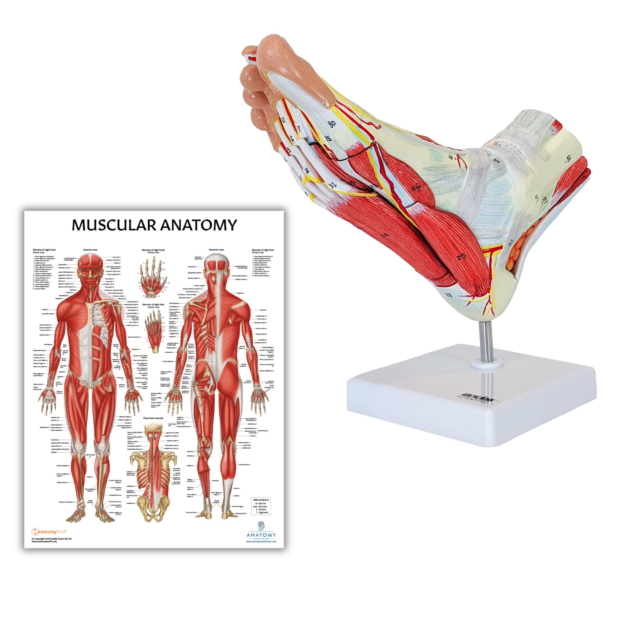 UIGJIOG 9-Part Model Of The Human Foot Anatomy Model Of Foot With ...