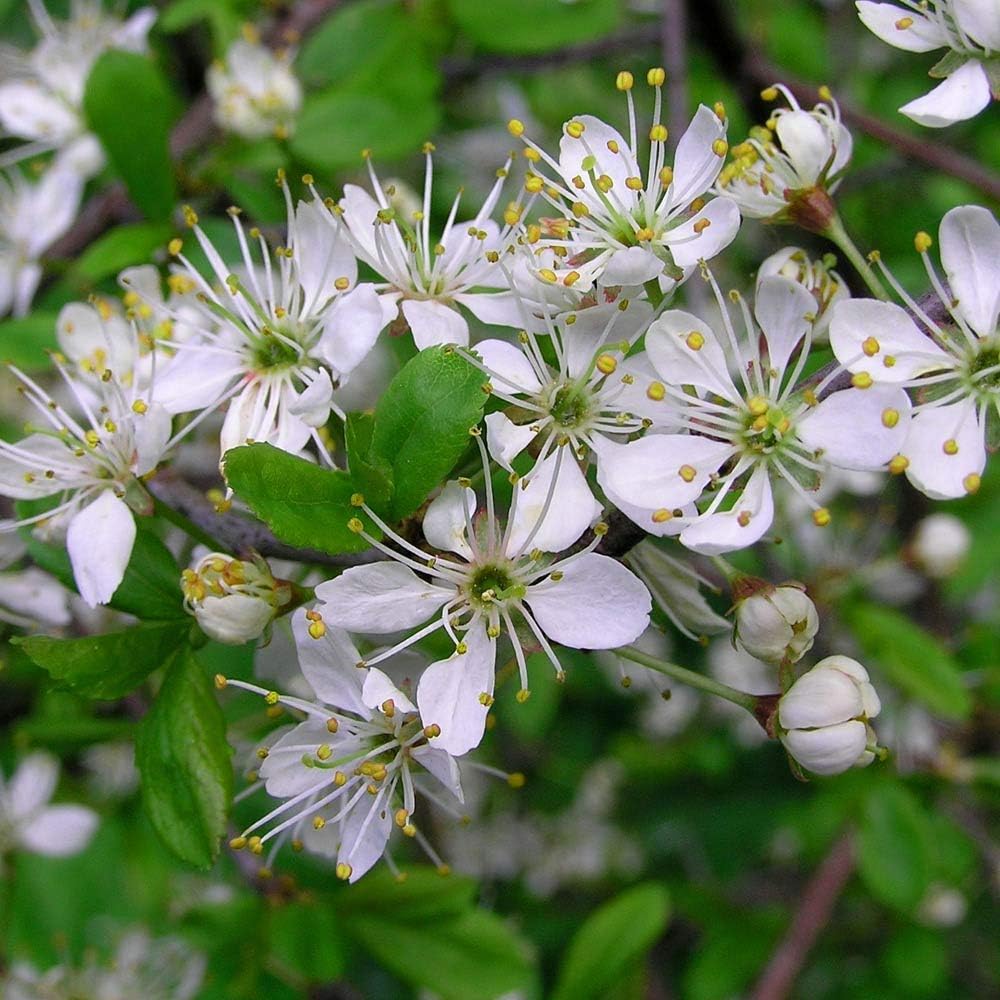 Prunus spinosa 'Blackthorn' Bare Root Hedge - Green Hedging, Tree ...