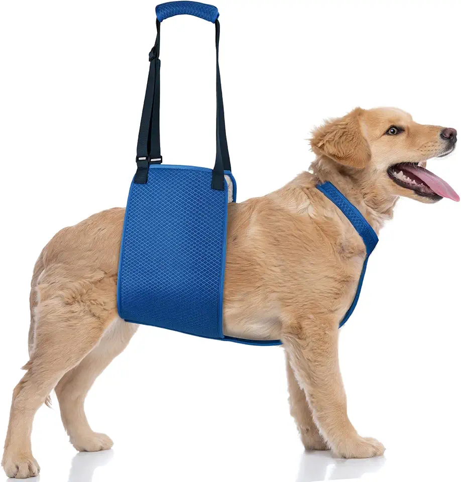 Lifting Techniques For Moving Non-Ambulatory Large Dogs | PetShun