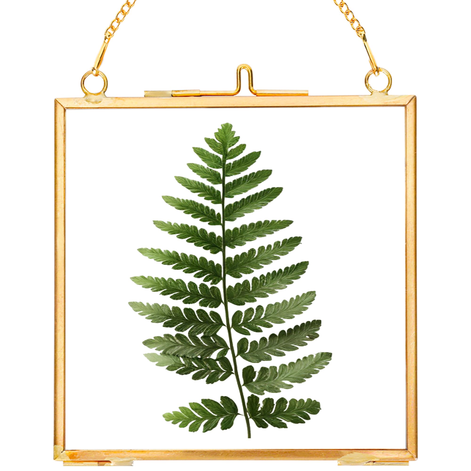 Amazon.com - GeekLeaf Double Glass pressed flower frame Handmade ...