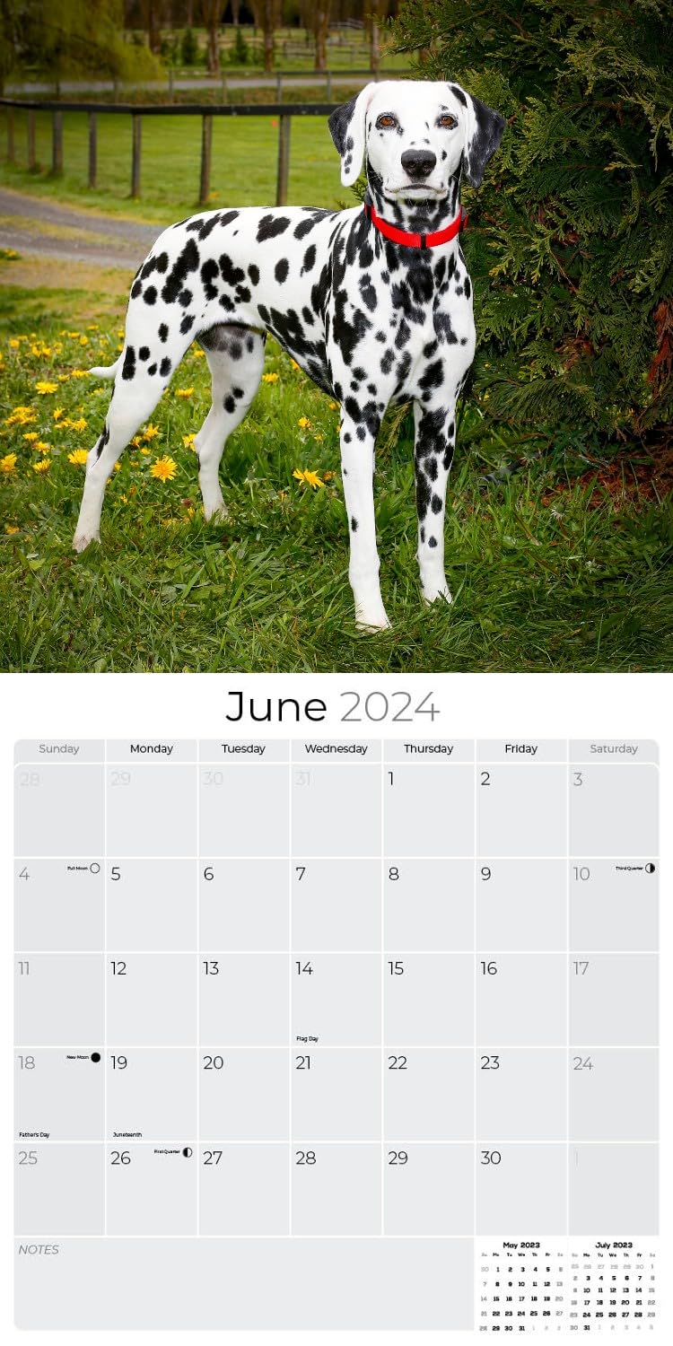 Snapklik.com : Dalmatian Calendar 2024 - Dog Breed Wall Calendar
