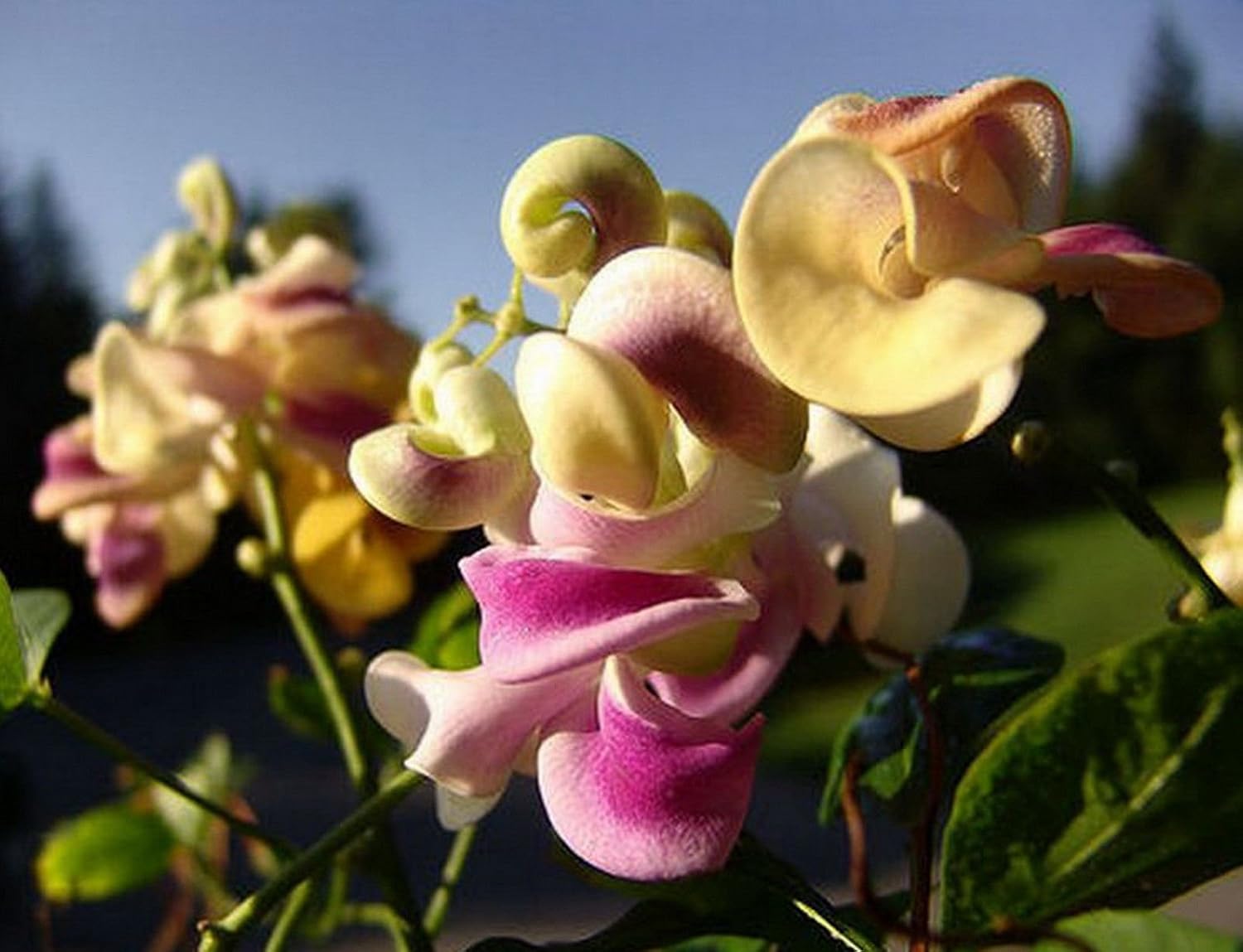 Amazon.com : Corkscrew Vine or Snail Vine | Vigna caracalla | Sweet ...