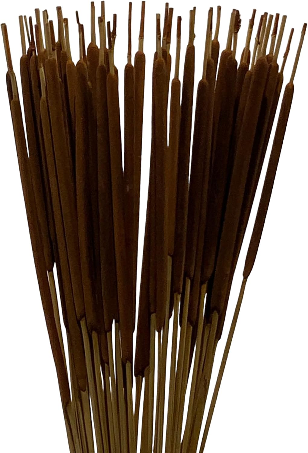 Amazon.com: 50 Stem Bundle of All-Natural Cattail Stems, Dried ...