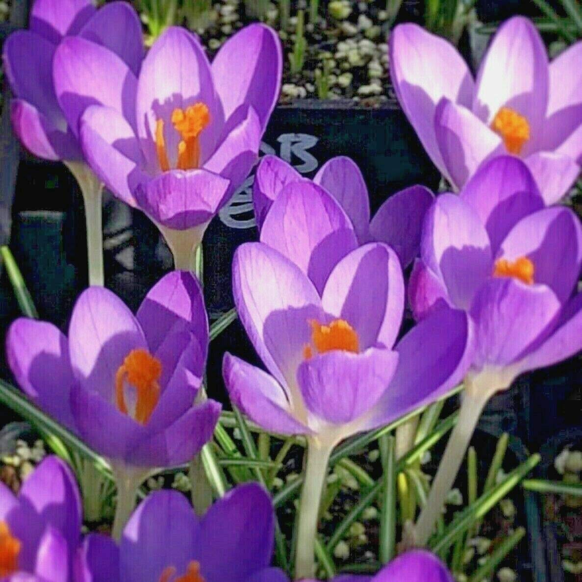 Species Crocus Barrs Purple Flower Bulbs (50) : Amazon.co.uk: Garden