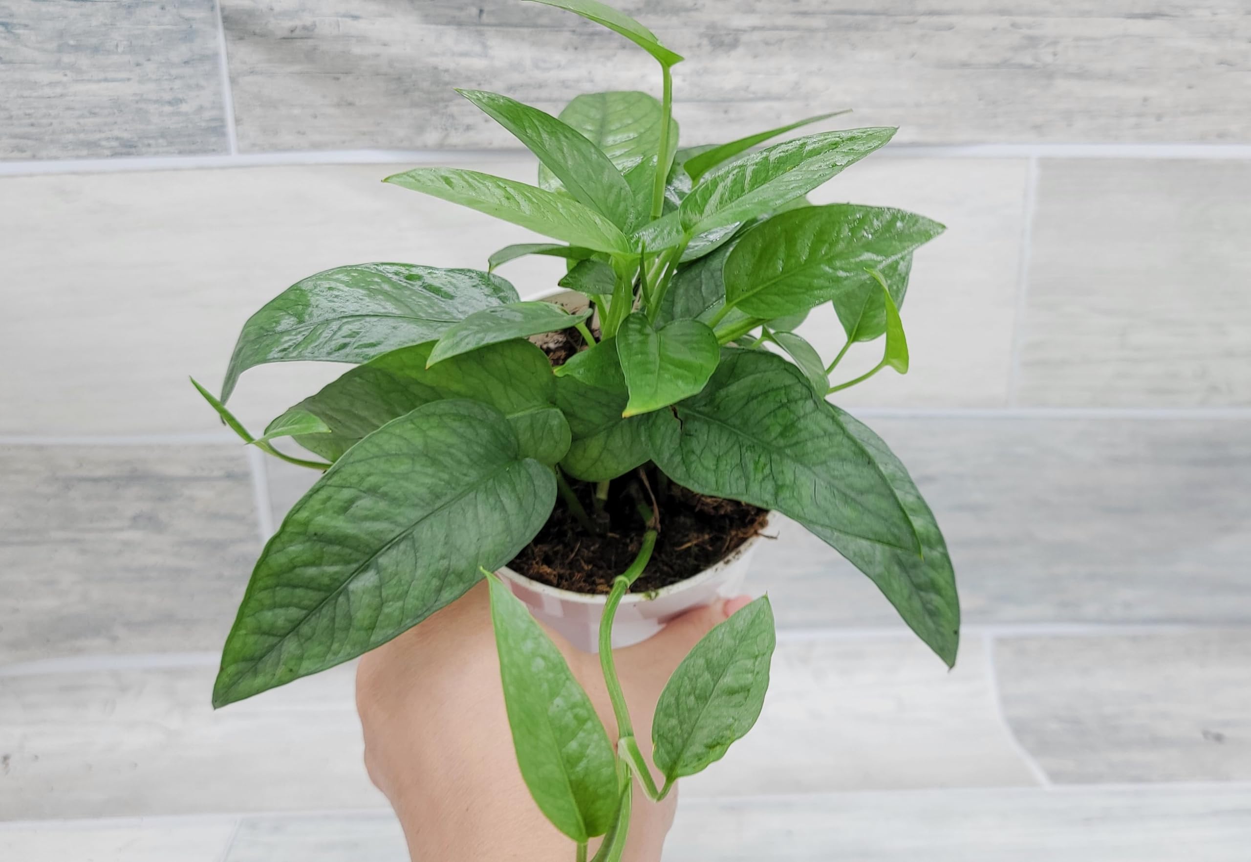 Amazon.com : Epipremnum Pinnatum Cebu Blue, Cebu Blue Pothos in 4 inch ...