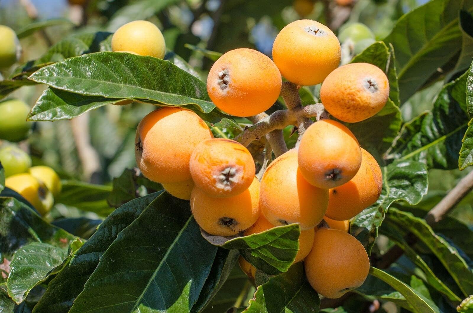 Nespolo comune (Mespilus germanica) - circa 10 semi : Amazon.it ...