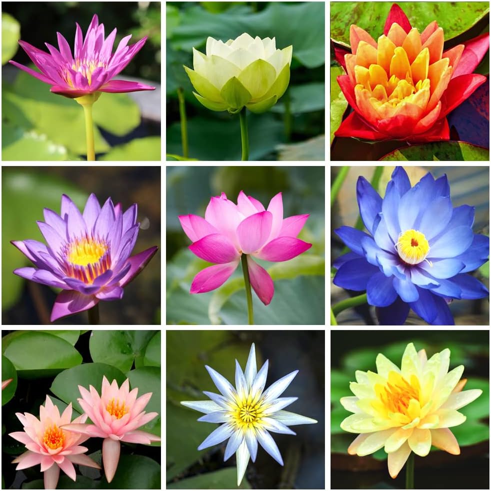 Amazon.com : 35+ Mixed Bonsai Lotus Seeds for Planting, Bowl Lotus ...
