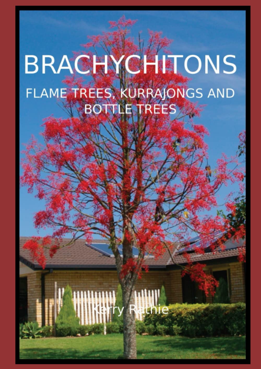 Brachychitons: Flame trees, Kurrajongs and Bottle trees : Rathie, Kerry ...