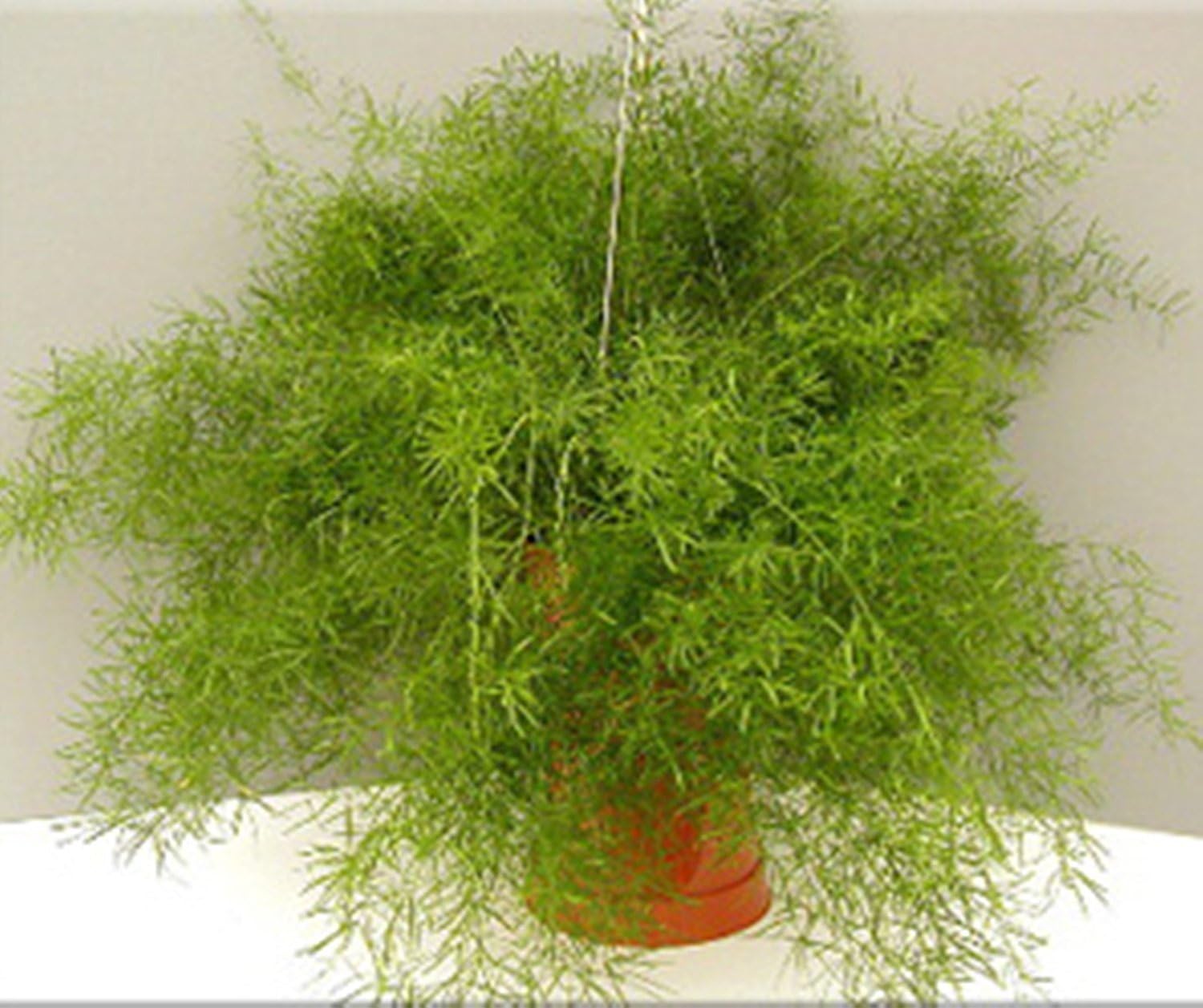 Flower Seeds Asparagus Densiflorus Sprengeri Fern Perennial Indoor ...