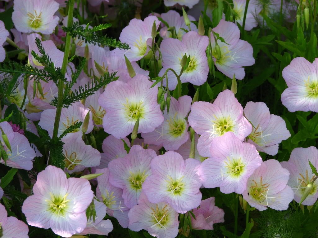 Pink Evening Primrose Plant