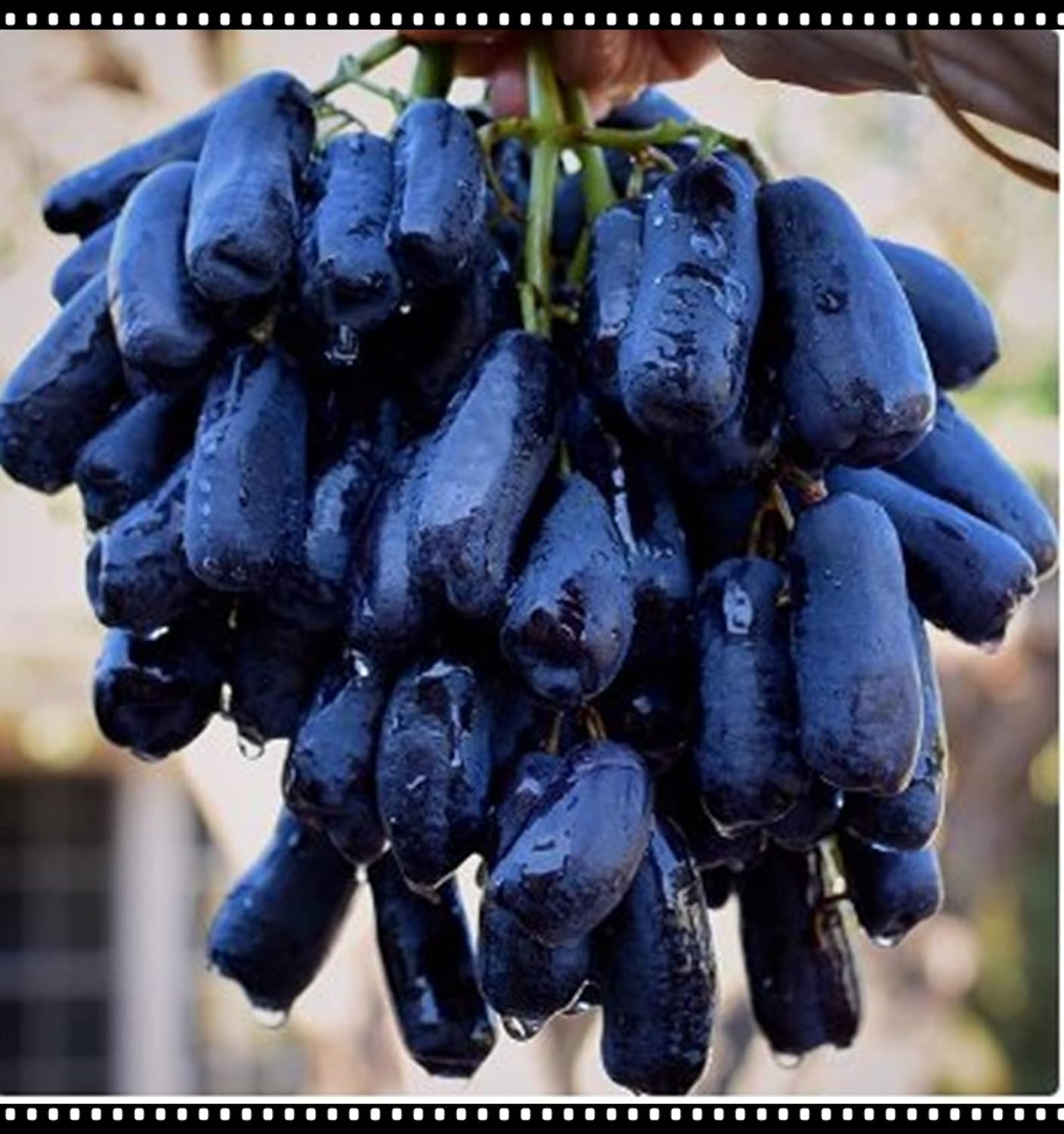 Amazon.com : (Finger Grape) Planting Fun Project-4 Bulbs,E : Patio ...