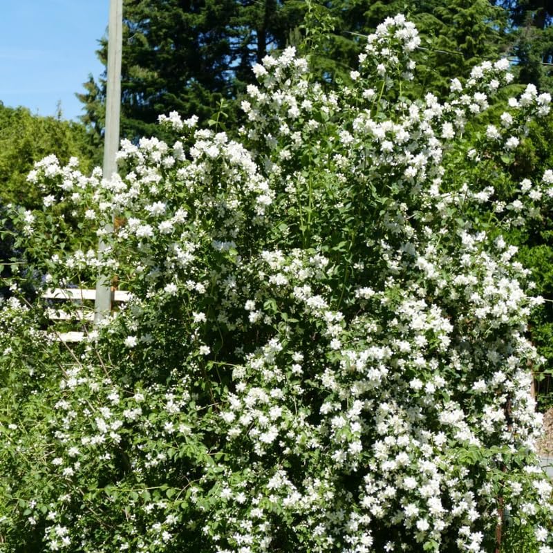 Amazon.com : Mock Orange Bush, Philadelphus Shrub Live Plant, Sweet ...