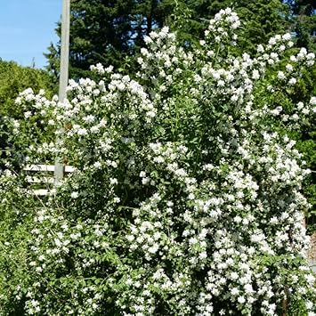 Amazon.com : Mock Orange Bush, Philadelphus Shrub Live Plant, Sweet ...