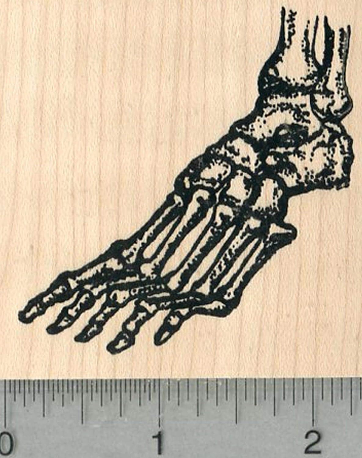 Amazon.com: Skeletal Foot Rubber Stamp, Human Anatomy Biology Series ...