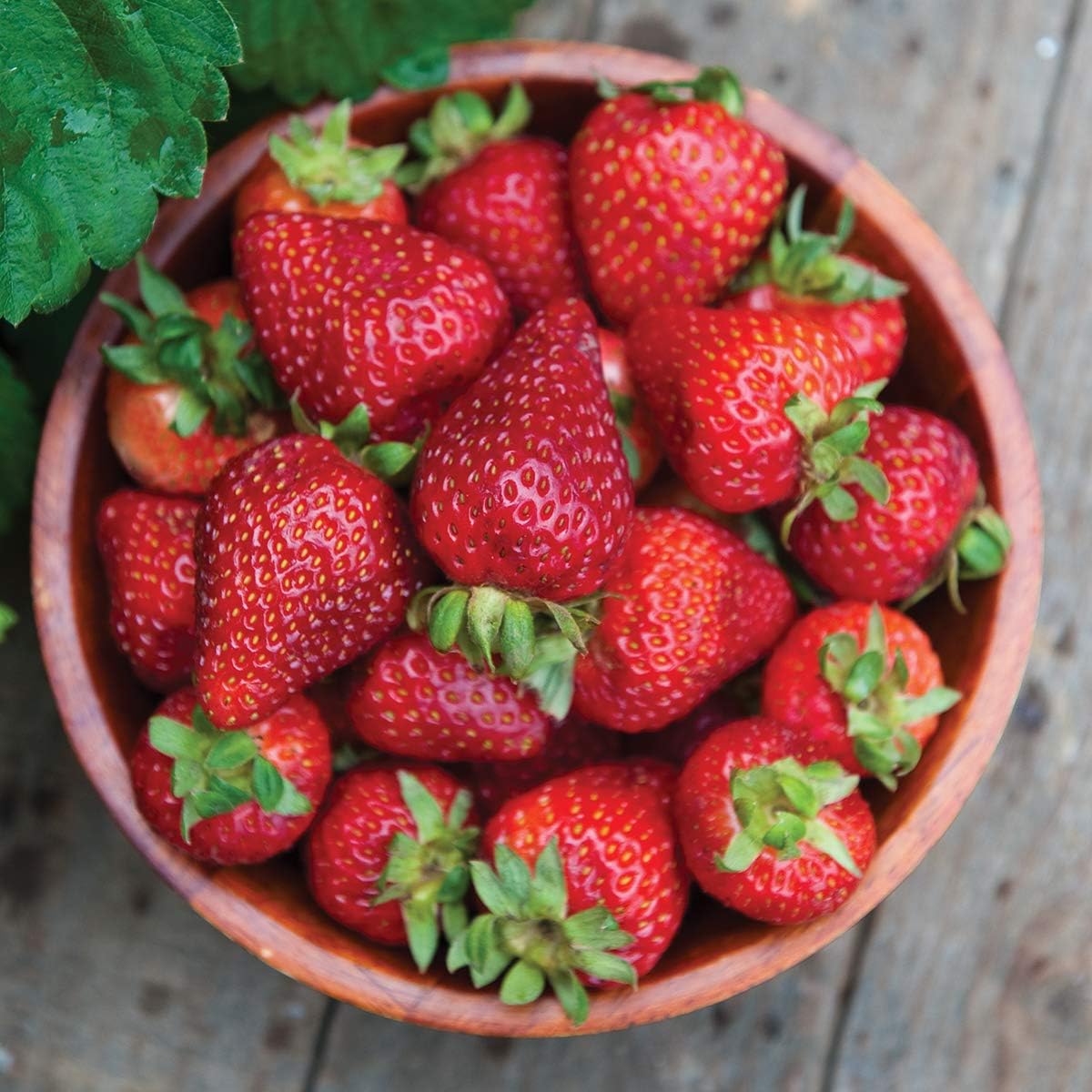Amazon.com : Burpee ' Seascape' Strawberry Fruit | 25 Bare Root, Plants ...
