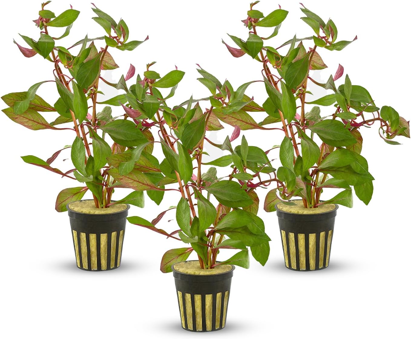 Amazon.com: CANTON AQUATICS Ludwigia Repens Super Red Mini - Live ...