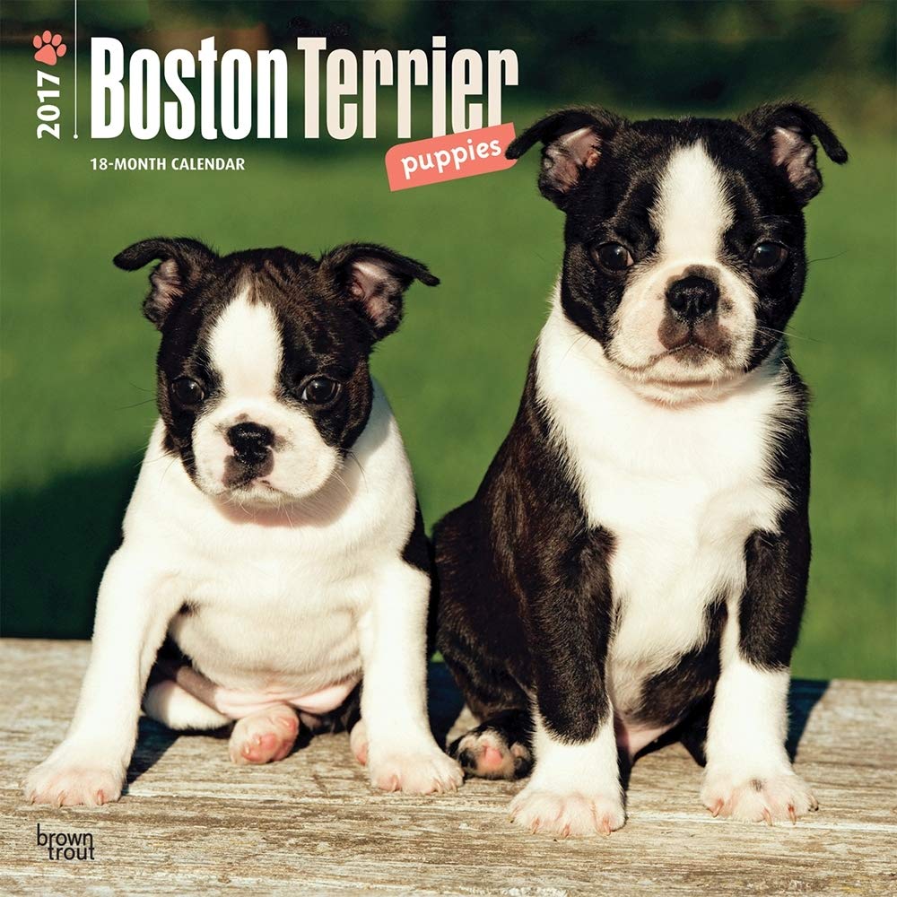 Boston Terrier Puppies 2017 Calendar : Browntrout Publishers, Inc ...