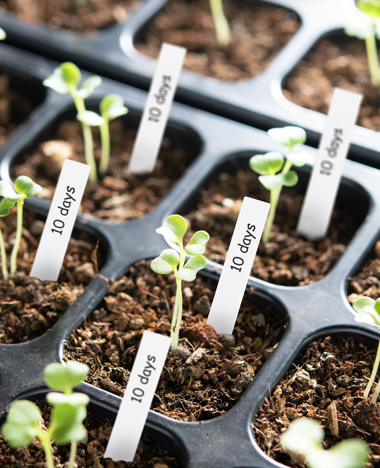 Snapklik.com : Homenote 200 Pcs 4 Inch Plastic Plant Labels Waterproof ...