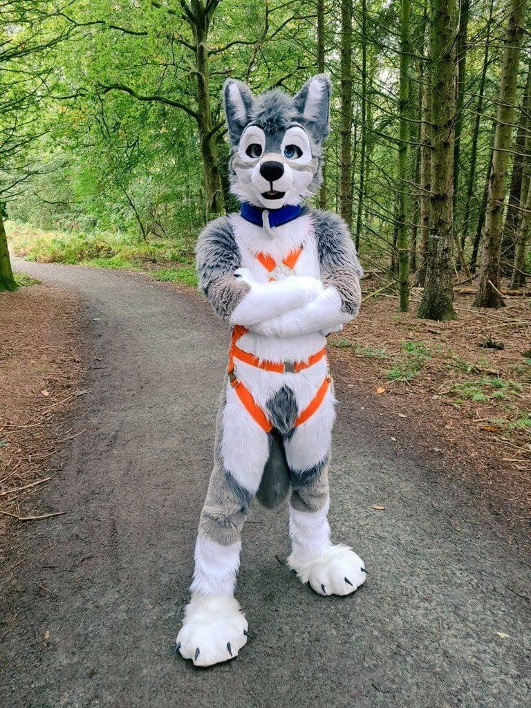 Grey White Cute Husky Cat Fursuit Fullsuit Teen Barbados | Ubuy