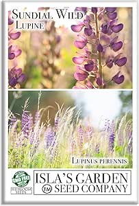 Amazon.com : Sundial Wild Lupine Seeds (Lupinus perennis) – 50 ...