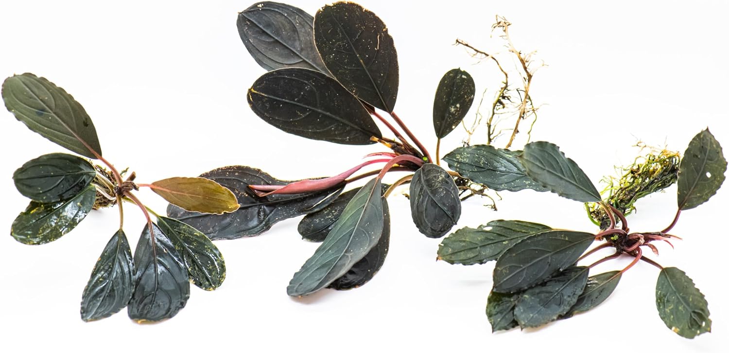 Amazon.com: Generic Bucephalandra Sp. Dark Skeleton King - Thriving ...
